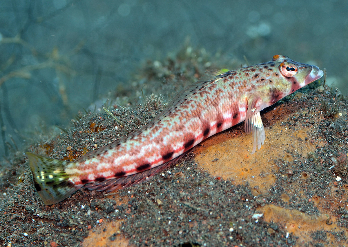 Parapercis bimacula Allen & Erdmann, 2012
