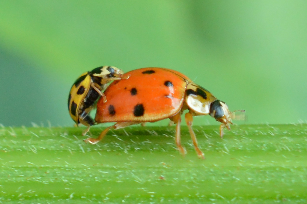 Fourteen-spotted Lady Beetle from Botevgrad Municipality, Bulgaria on ...