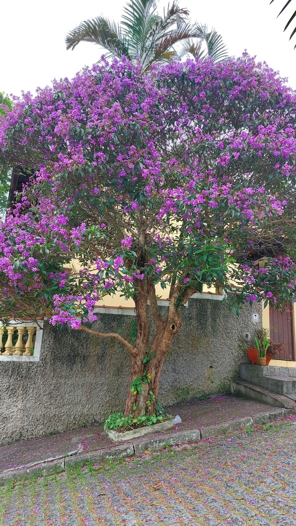 Glory Bush Tree from Vila Sao Jose, Ribeirão Pires - SP, Brasil on ...