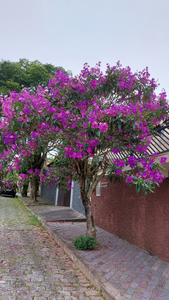 Glory Bush Tree from Vila Sao Jose, Ribeirão Pires - SP, Brasil on ...