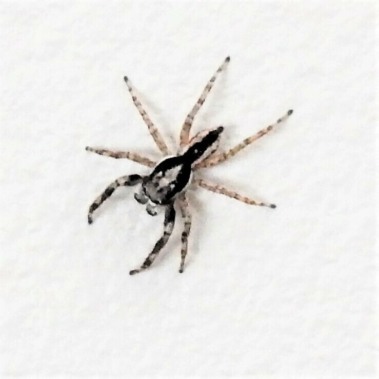 Gray Wall Jumping Spider from (west) Boynton Beach, FL, USA on February ...