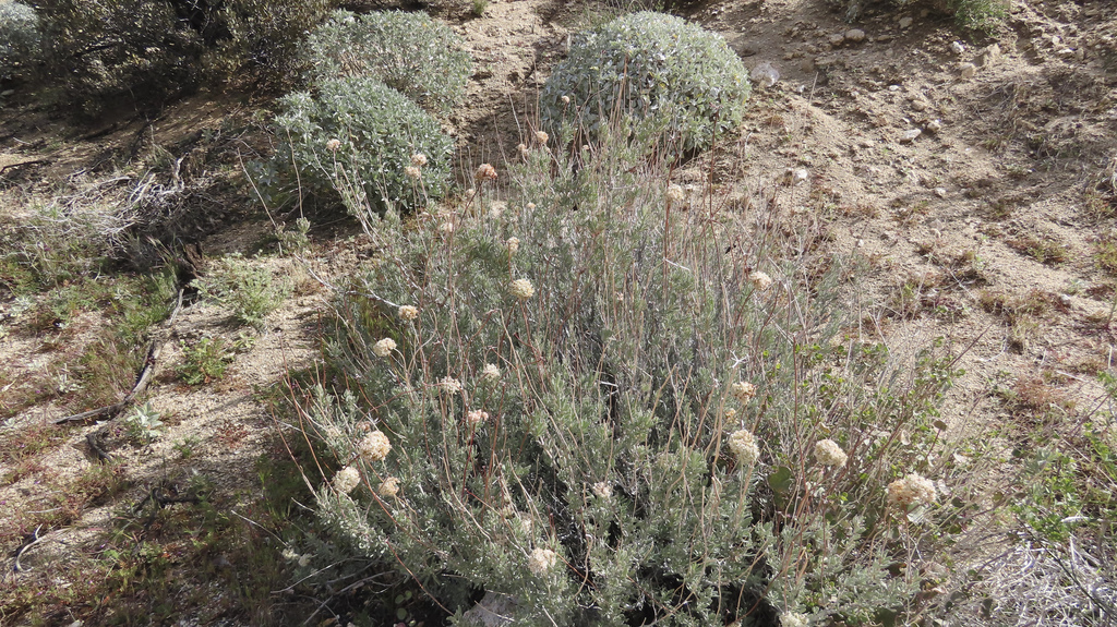 Mojave Desert California Buckwheat from San Diego County, CA, USA on ...