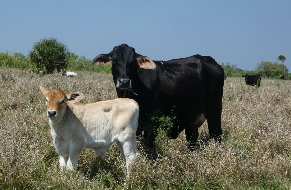 Domestic Cattle from Florida, Hendry, Dinner Island Ranch Wildlife ...