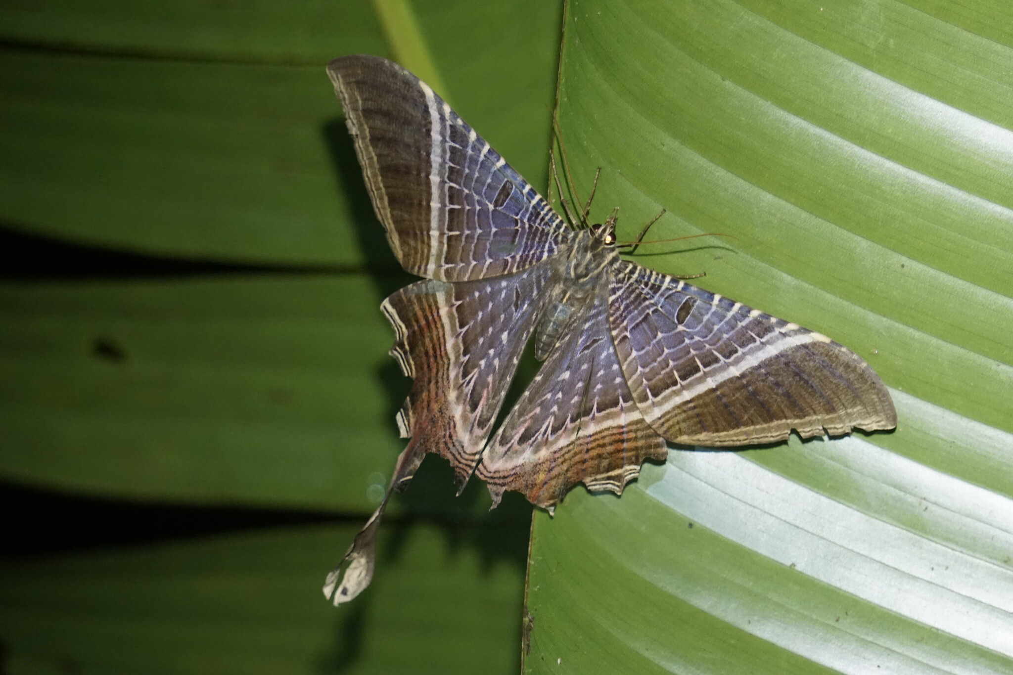 Nothus lunus Linnaeus, 1758