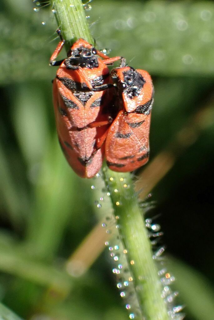 Spotted Red Spittle Bug from Stentor, Ehlanzeni, South Africa on ...