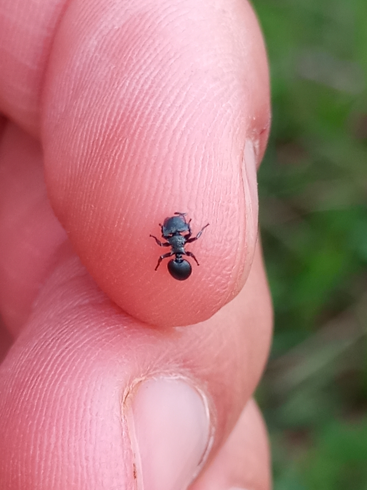Cephalotes pusillus (Klug, 1824)
