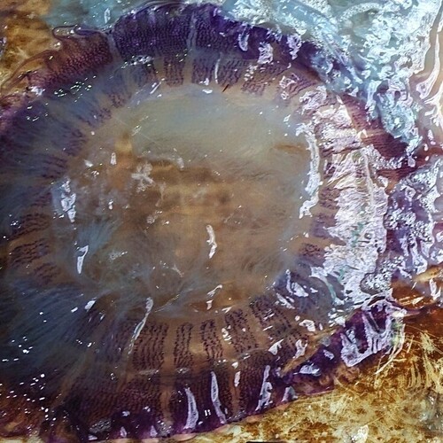 Spiked Jelly (Lobonemoides robustus) · iNaturalist