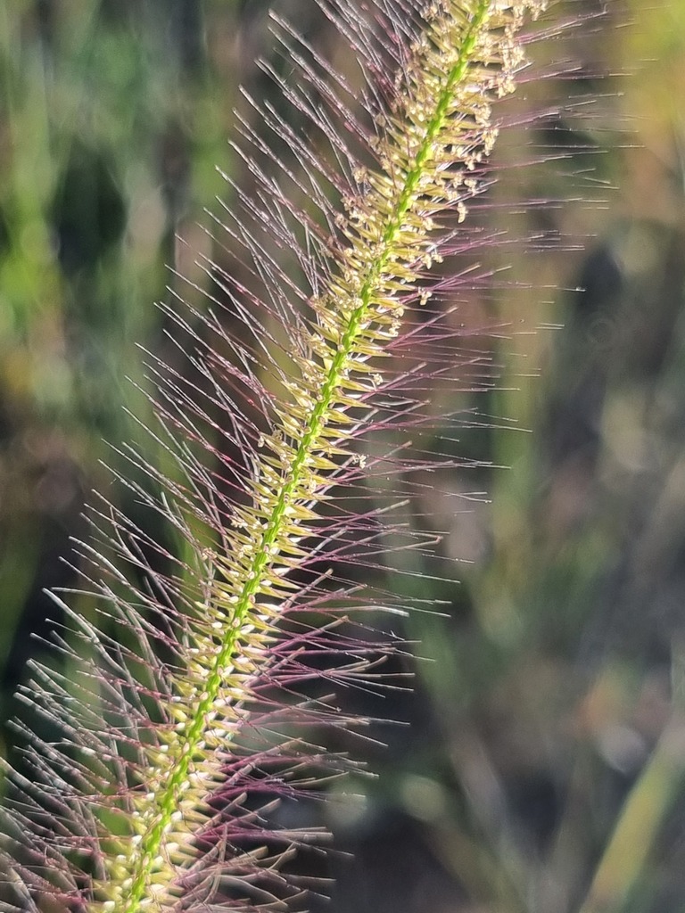 Purple Spike Grass (Mbuluzi Grasses) · iNaturalist