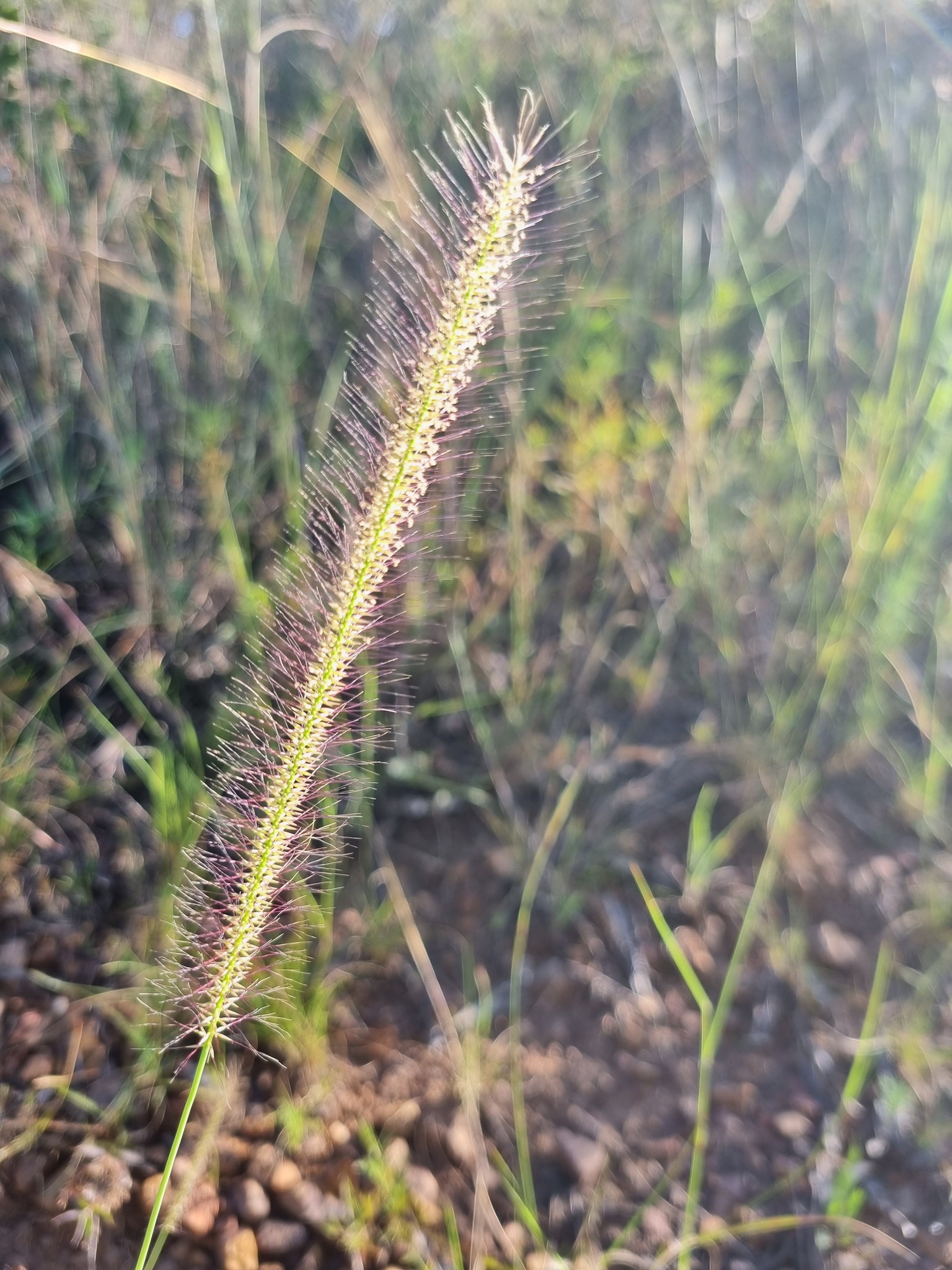 Perotis patens Gand.