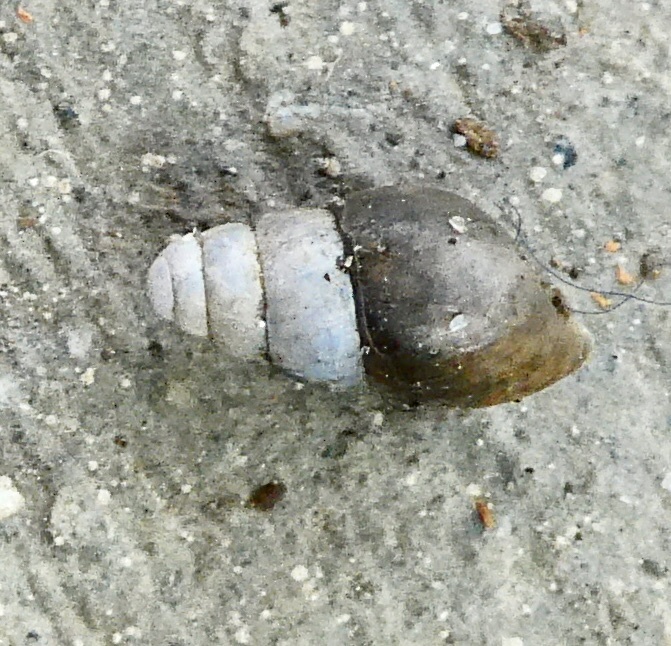 Cochlicopa A.Férussac, 1821