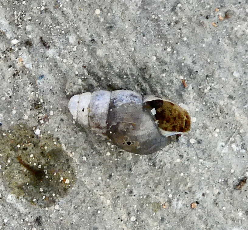 Cochlicopa A.Férussac, 1821