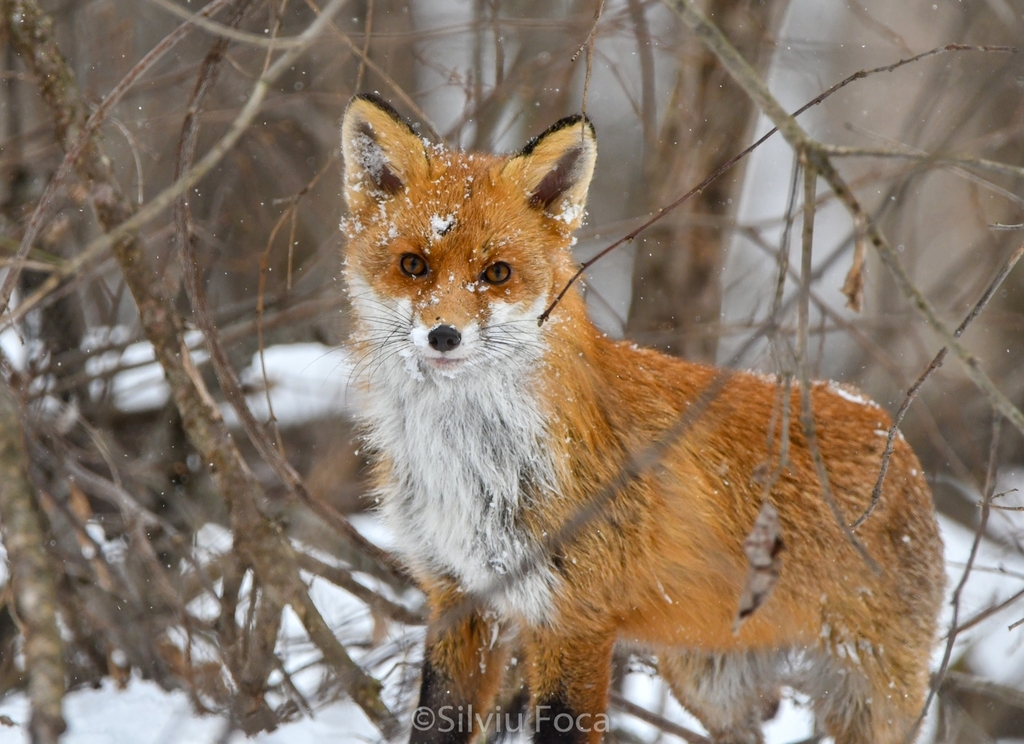Red Fox from Comuna Curteşti, Romania on February 7, 2023 at 12:28 PM ...