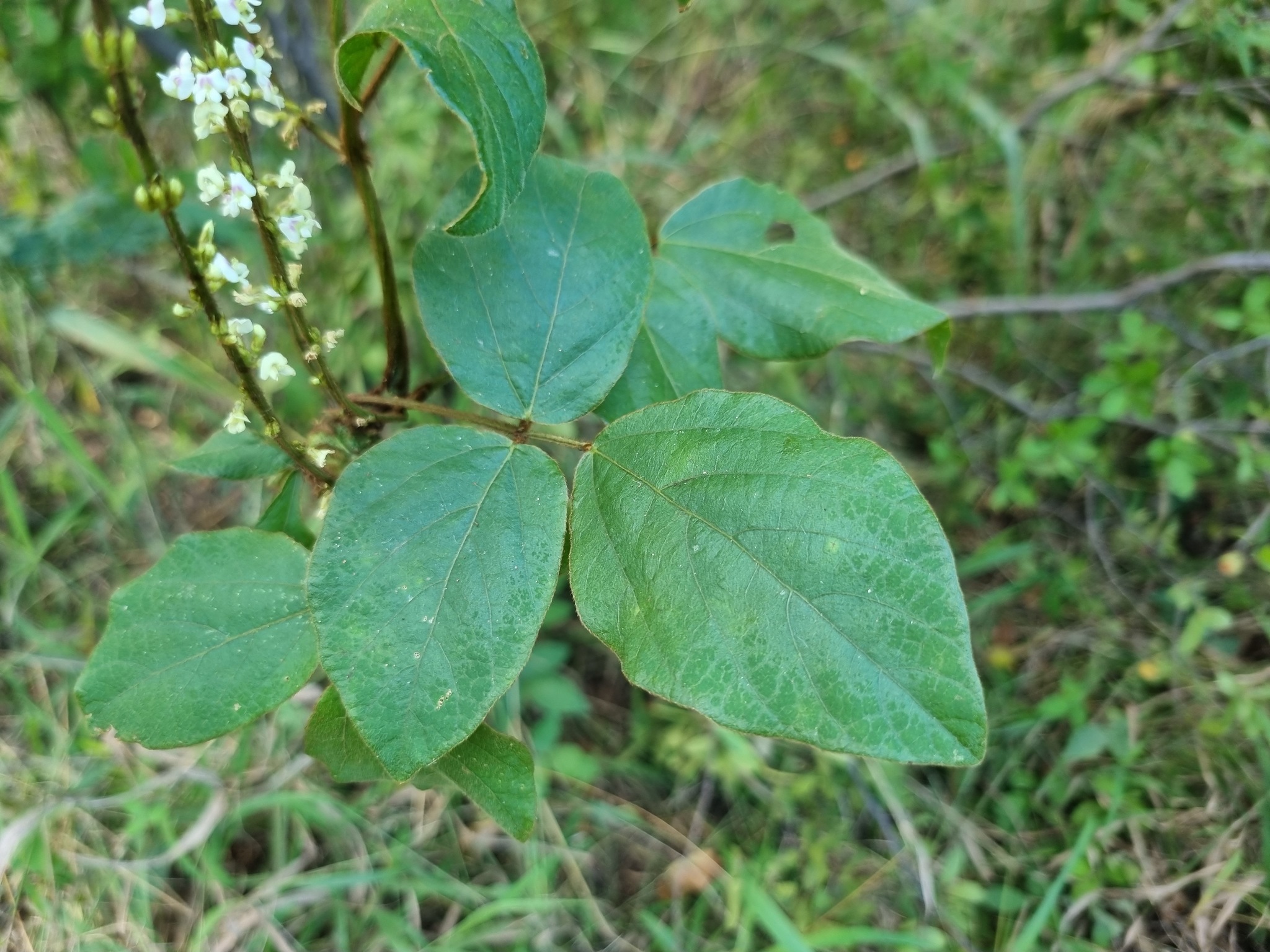 Neonotonia J.A.Lackey