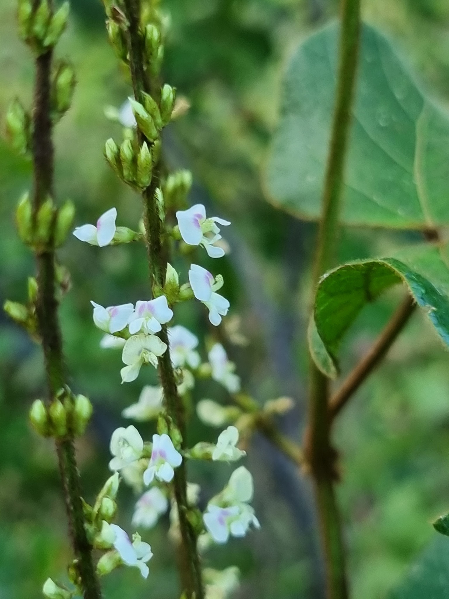 Neonotonia J.A.Lackey