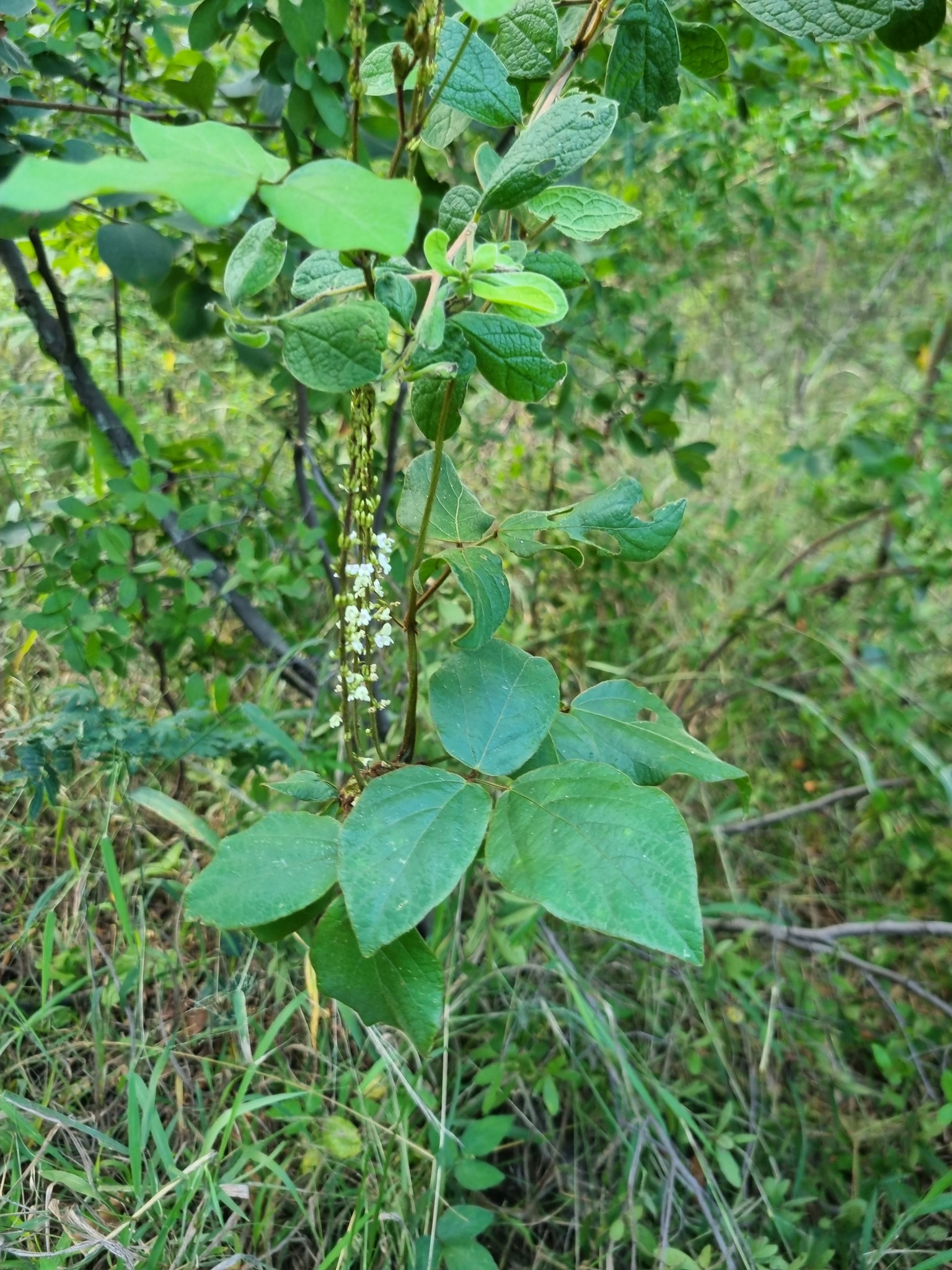 Neonotonia J.A.Lackey