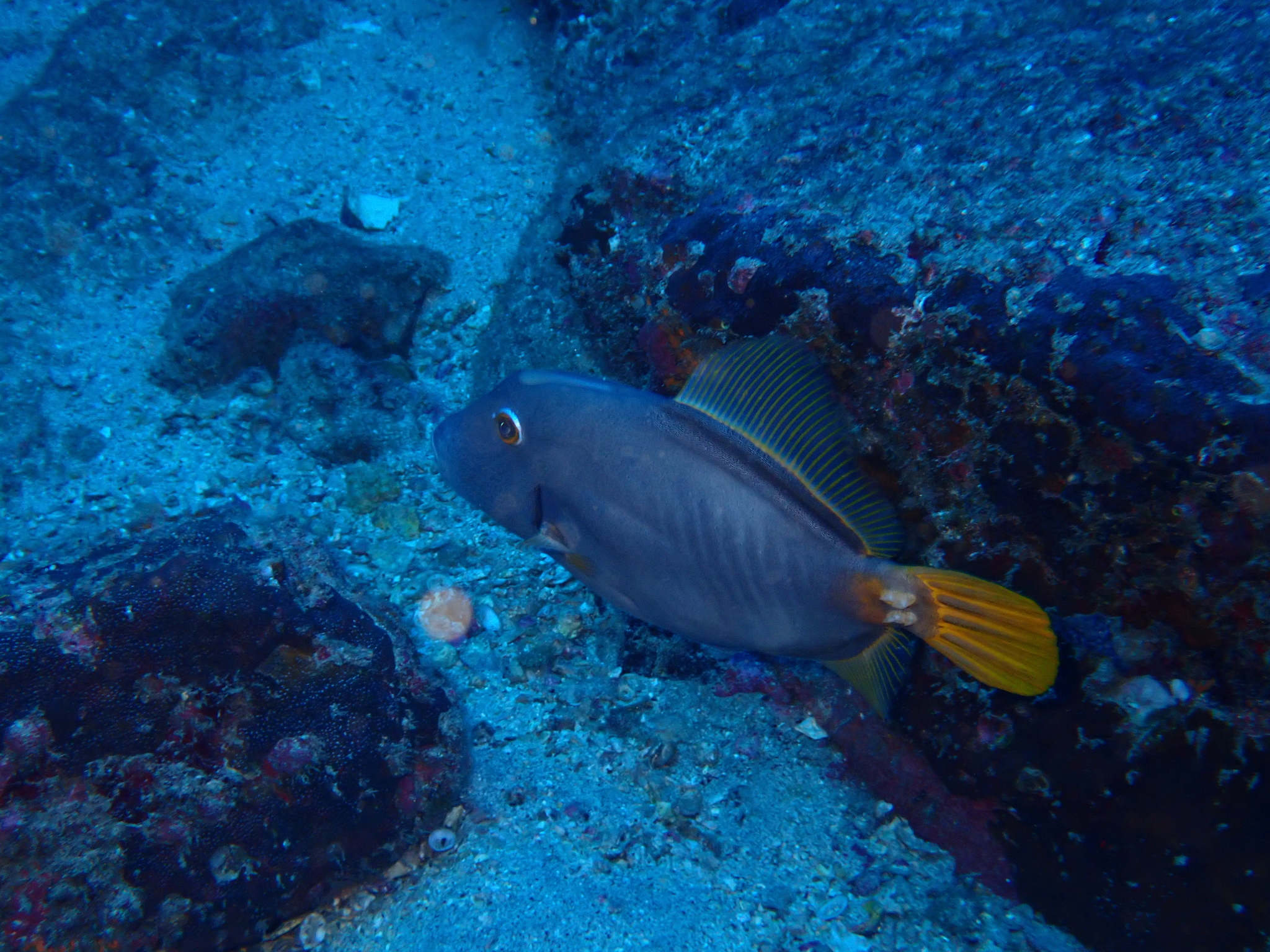 Cantherhines dumerilii (Hollard, 1854)
