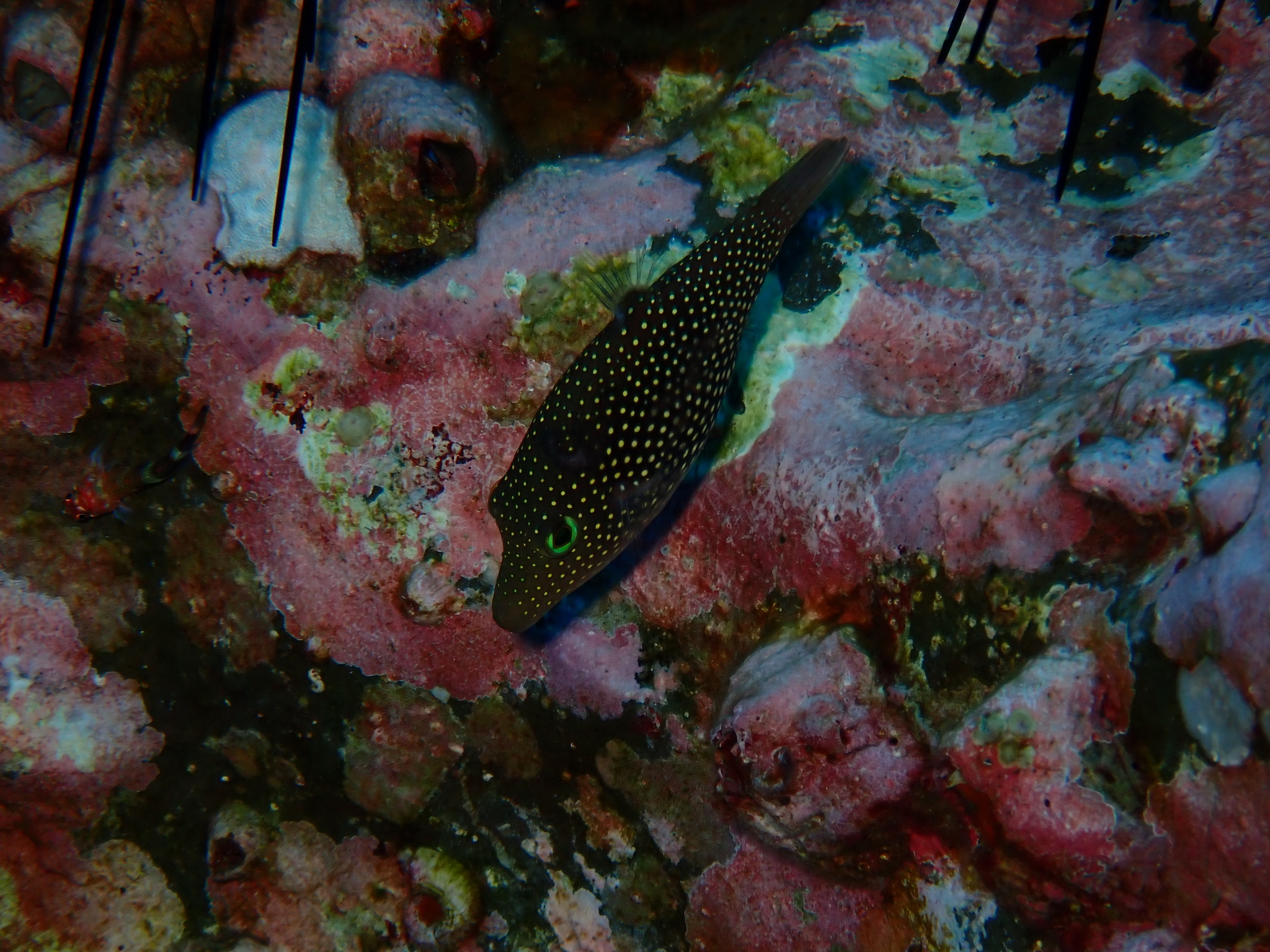 Canthigaster punctatissima (Günther, 1870)