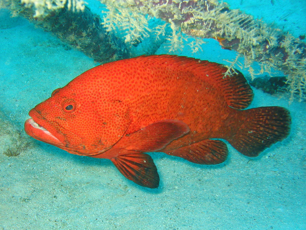 Tomato Grouper from Sipadan, Malaisie on September 8, 2005 at 07:41 PM ...