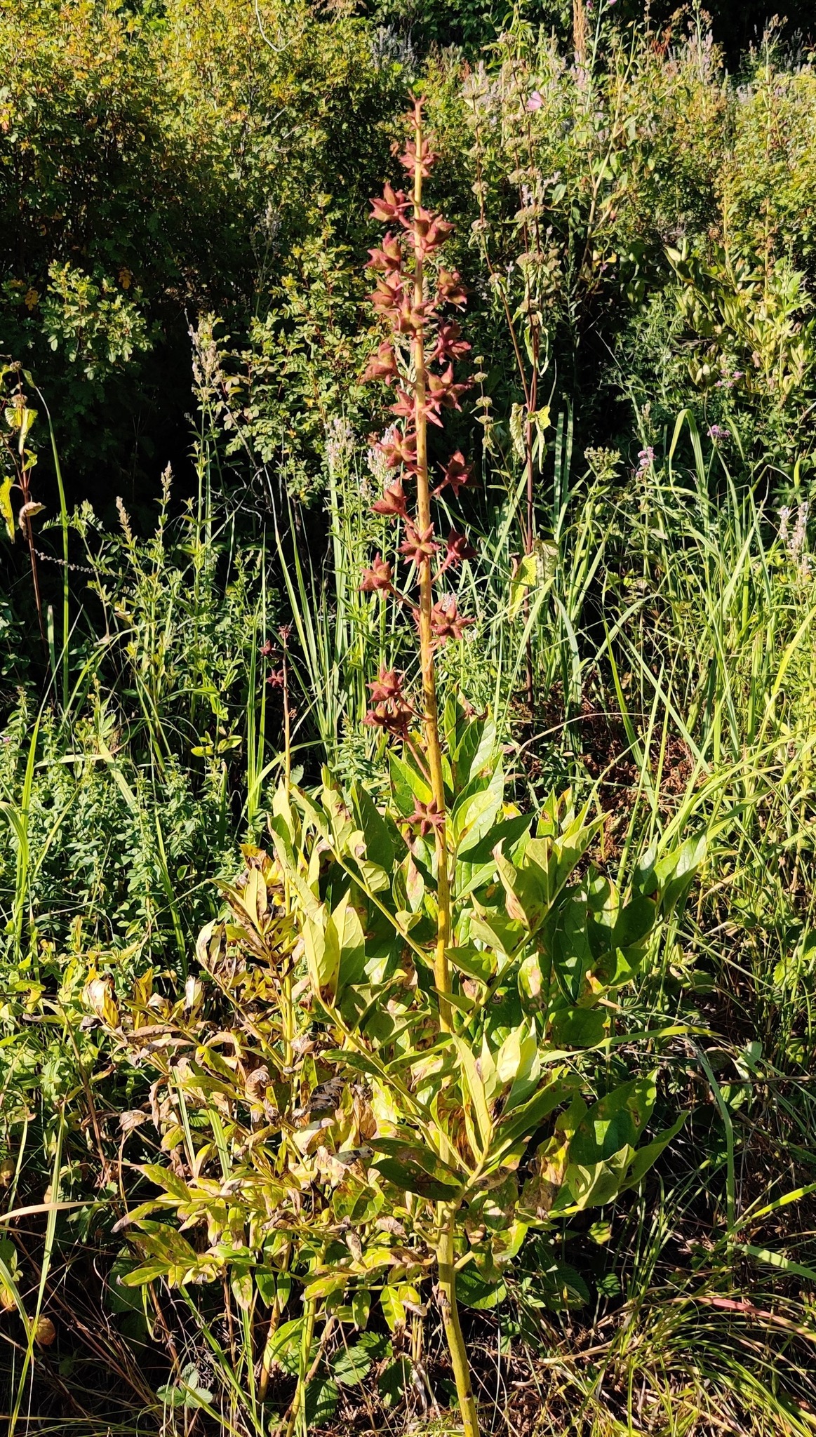 Dictamnus angustifolius G.Don ex Sweet