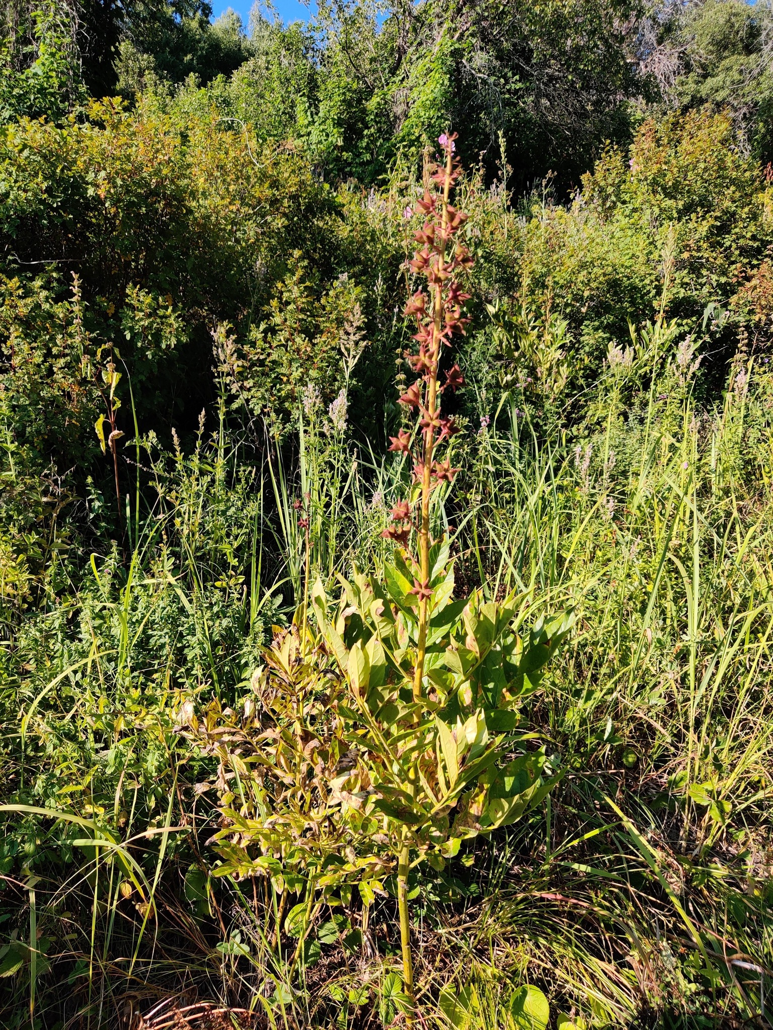 Dictamnus angustifolius G.Don ex Sweet