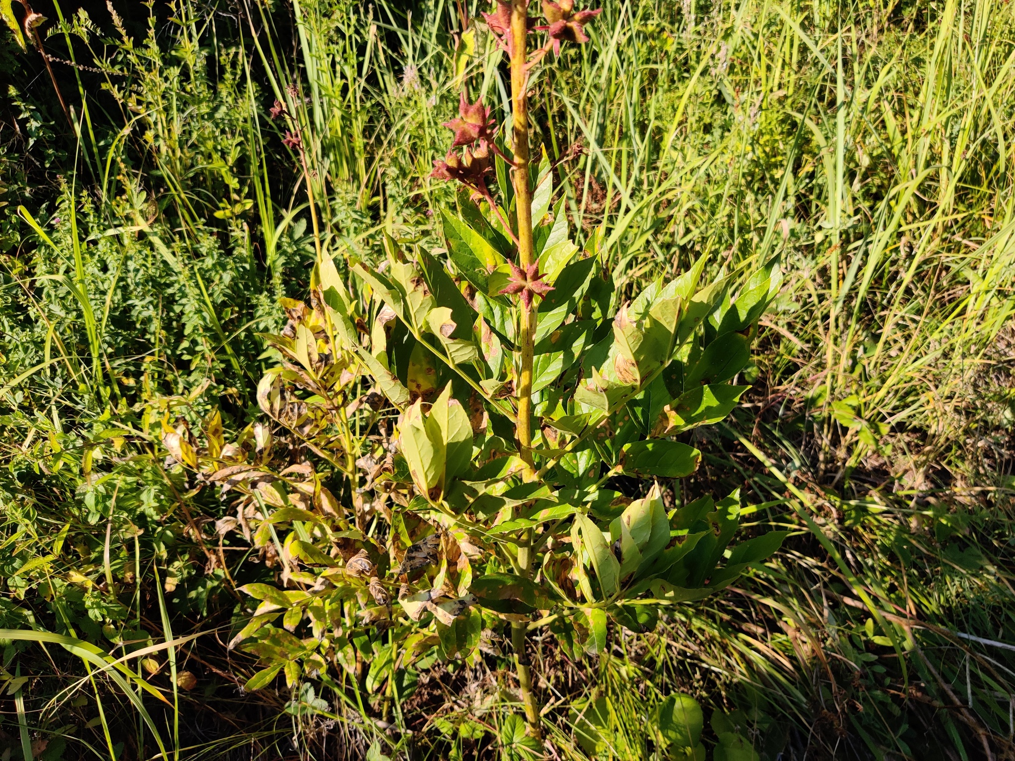Dictamnus angustifolius G.Don ex Sweet
