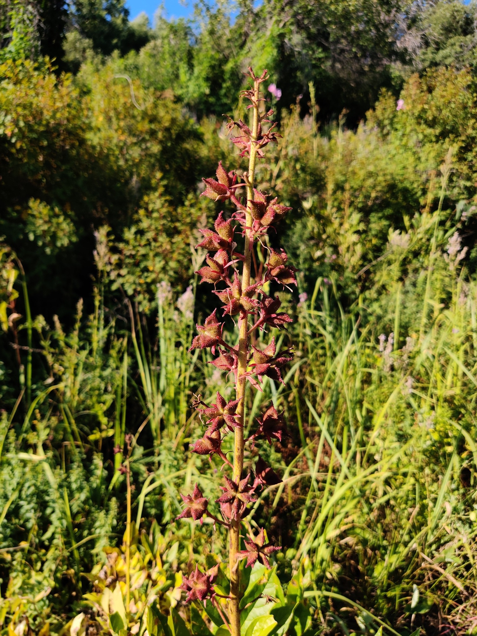 Dictamnus angustifolius G.Don ex Sweet