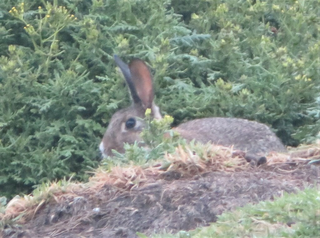 European Rabbit from New Island FIQQ 1ZZ, Falkland Islands (Islas ...