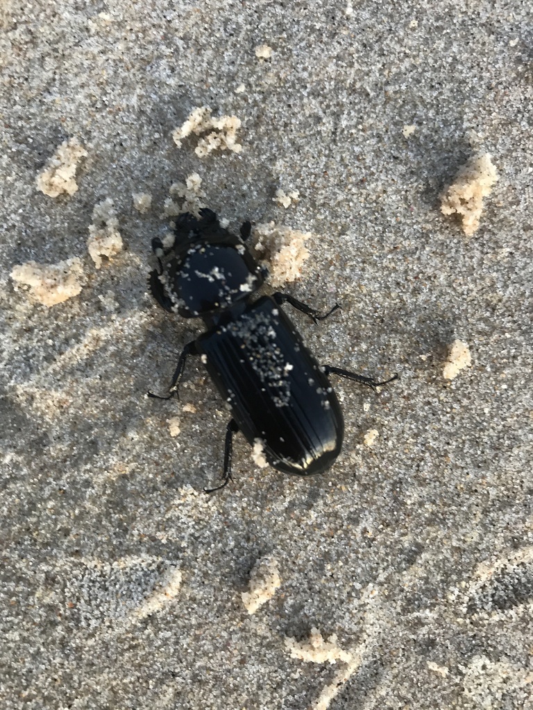 Bess Beetles from Flynns Beach, Port Macquarie, NSW, AU on February 28 ...