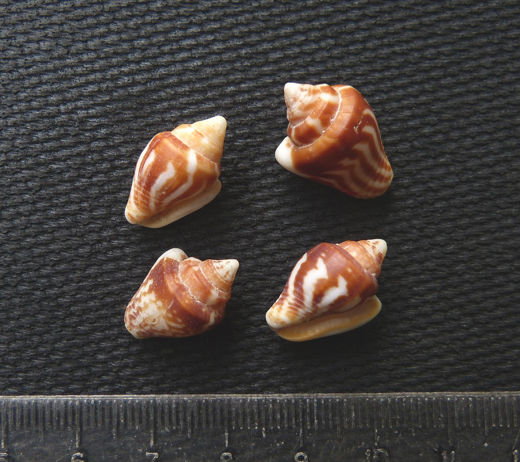 Columbella strombiformis from Salango, Ecuador on September 05, 1996 by ...