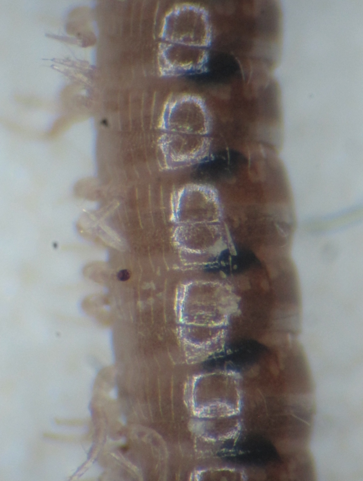 Proteroiulus fuscus (Am Stein, 1857)