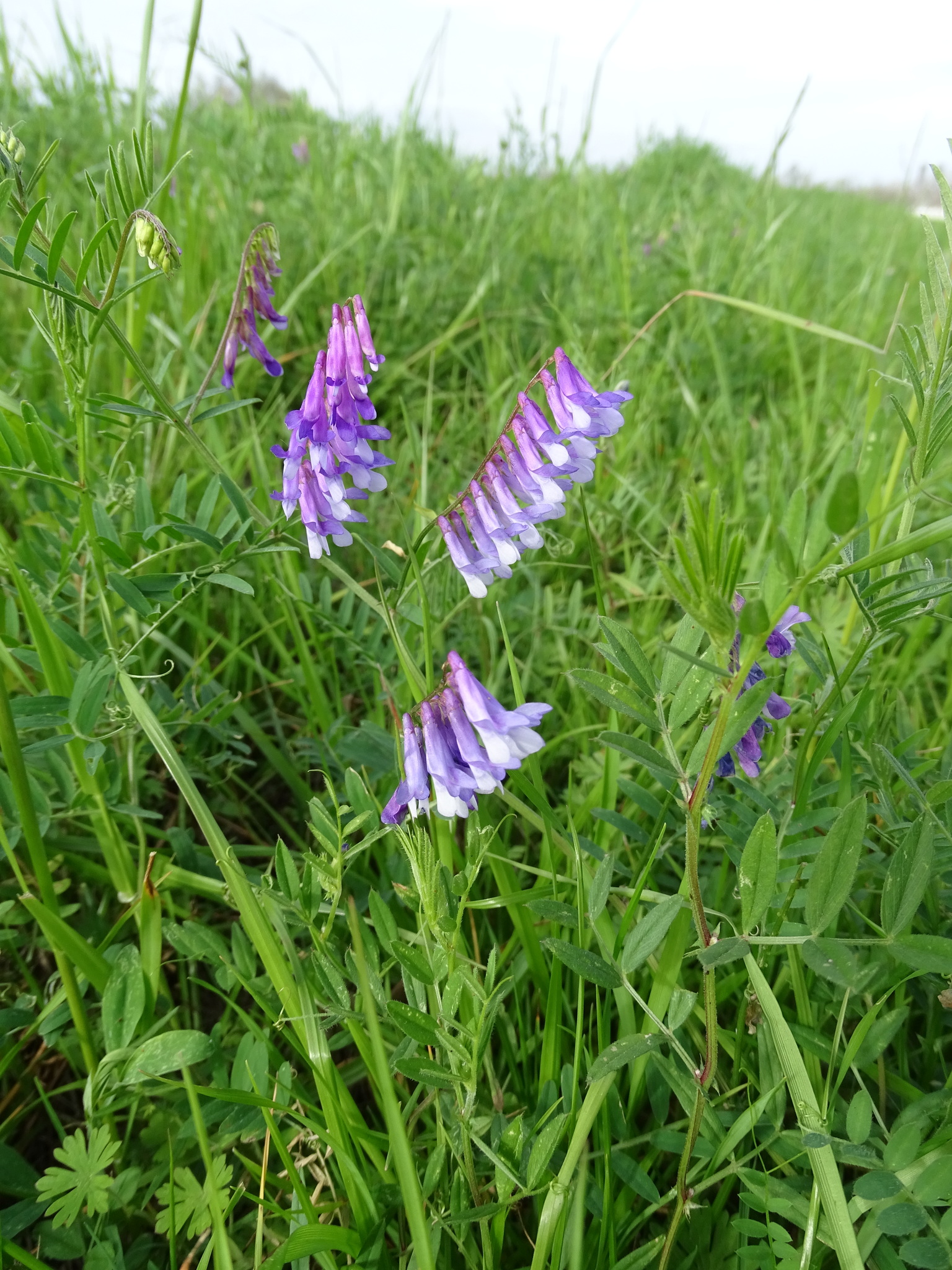 Vicia villosa Roth