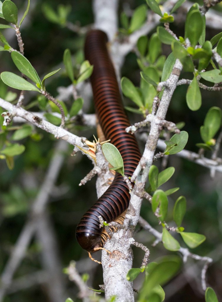 Round-backed Millipedes from North Uthungulu, South Africa on September ...
