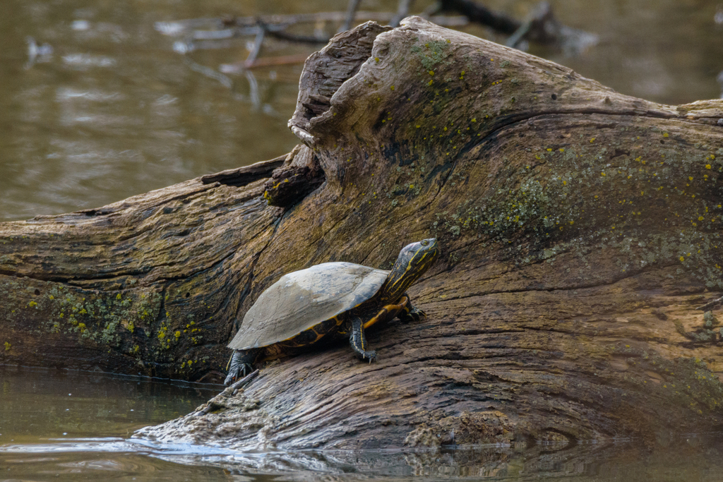 Pond Slider in February 2023 by zengel68 · iNaturalist