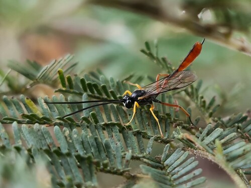 Observations by bbainbridge · iNaturalist