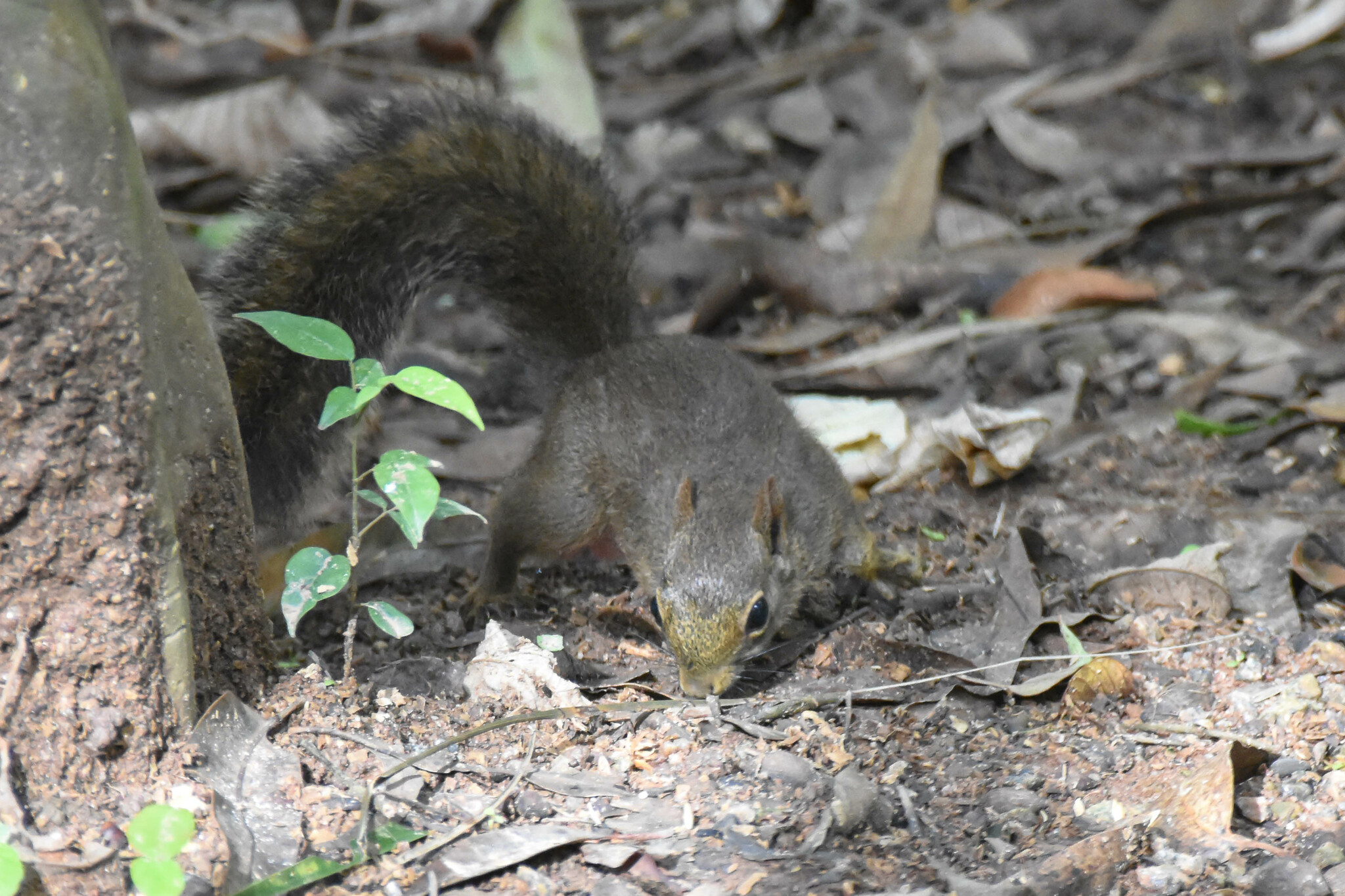 Sciurus aestuans Linnaeus, 1766
