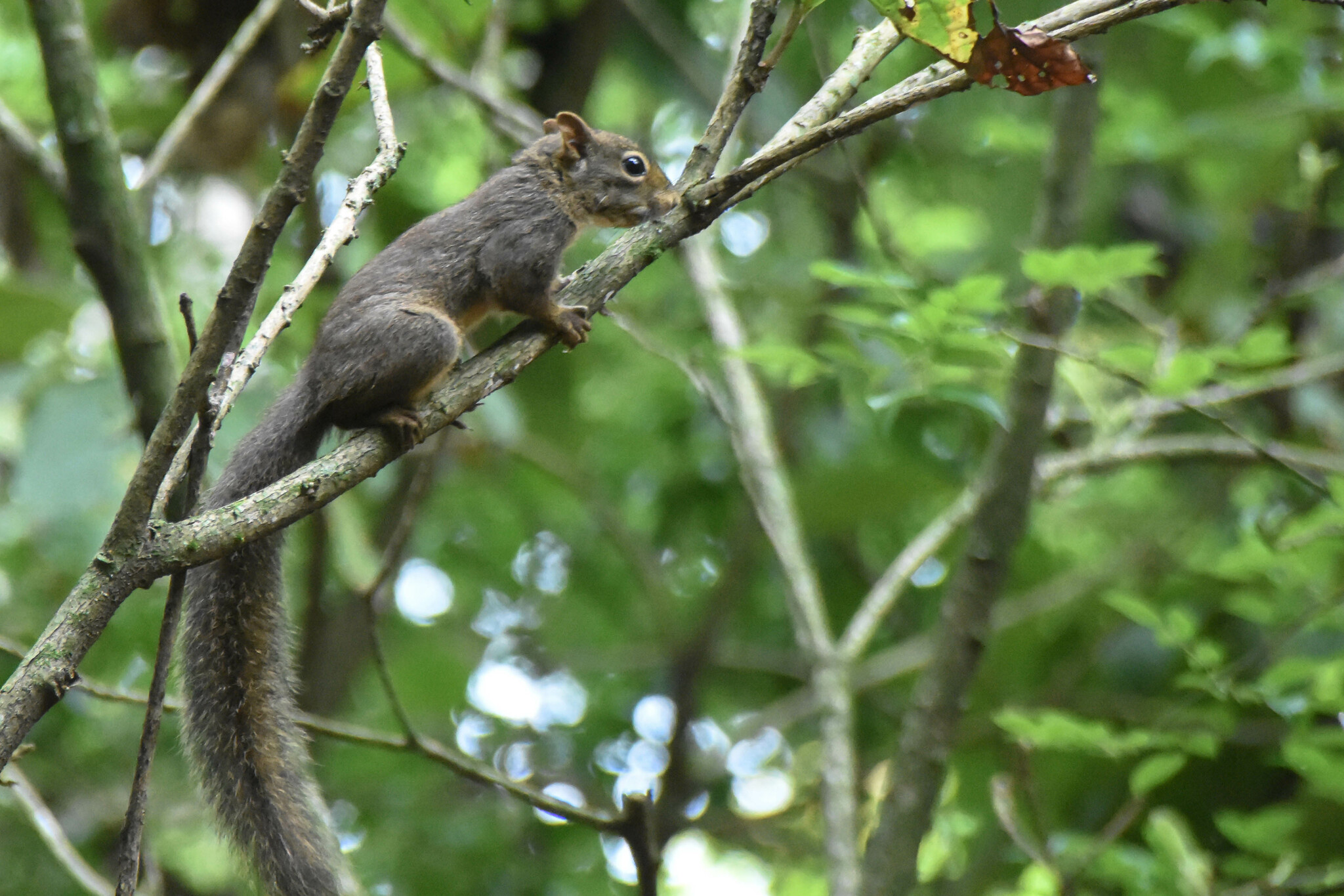 Sciurus aestuans Linnaeus, 1766