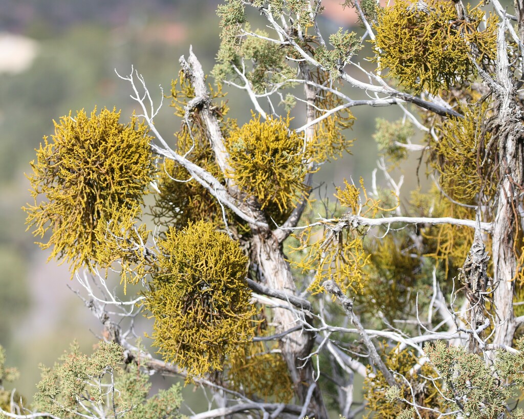 Juniper Mistletoe from Sedona, AZ 86336, USA on February 22, 2023 at 04 ...