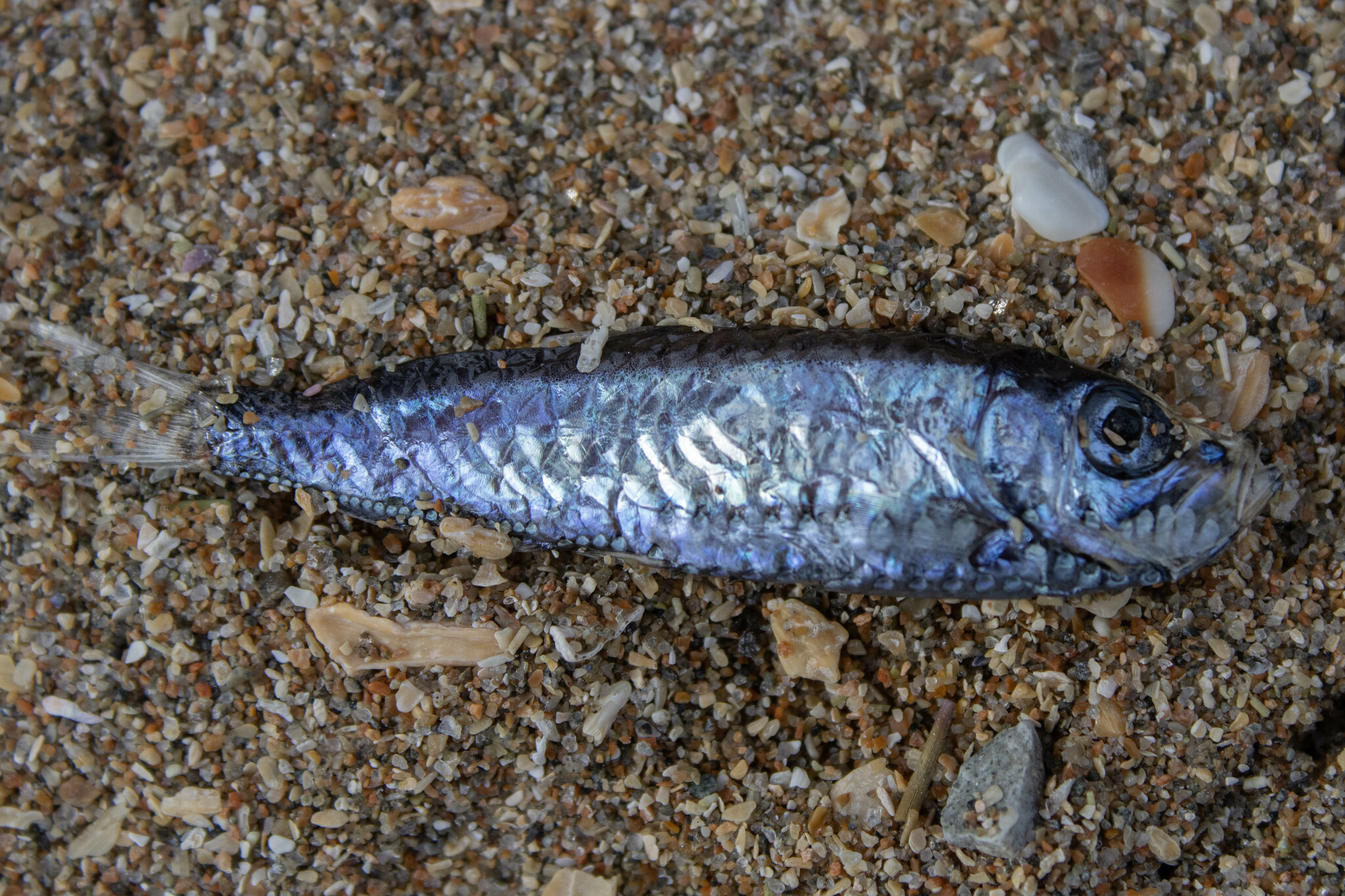 Alosa pseudoharengus (Wilson, 1811)