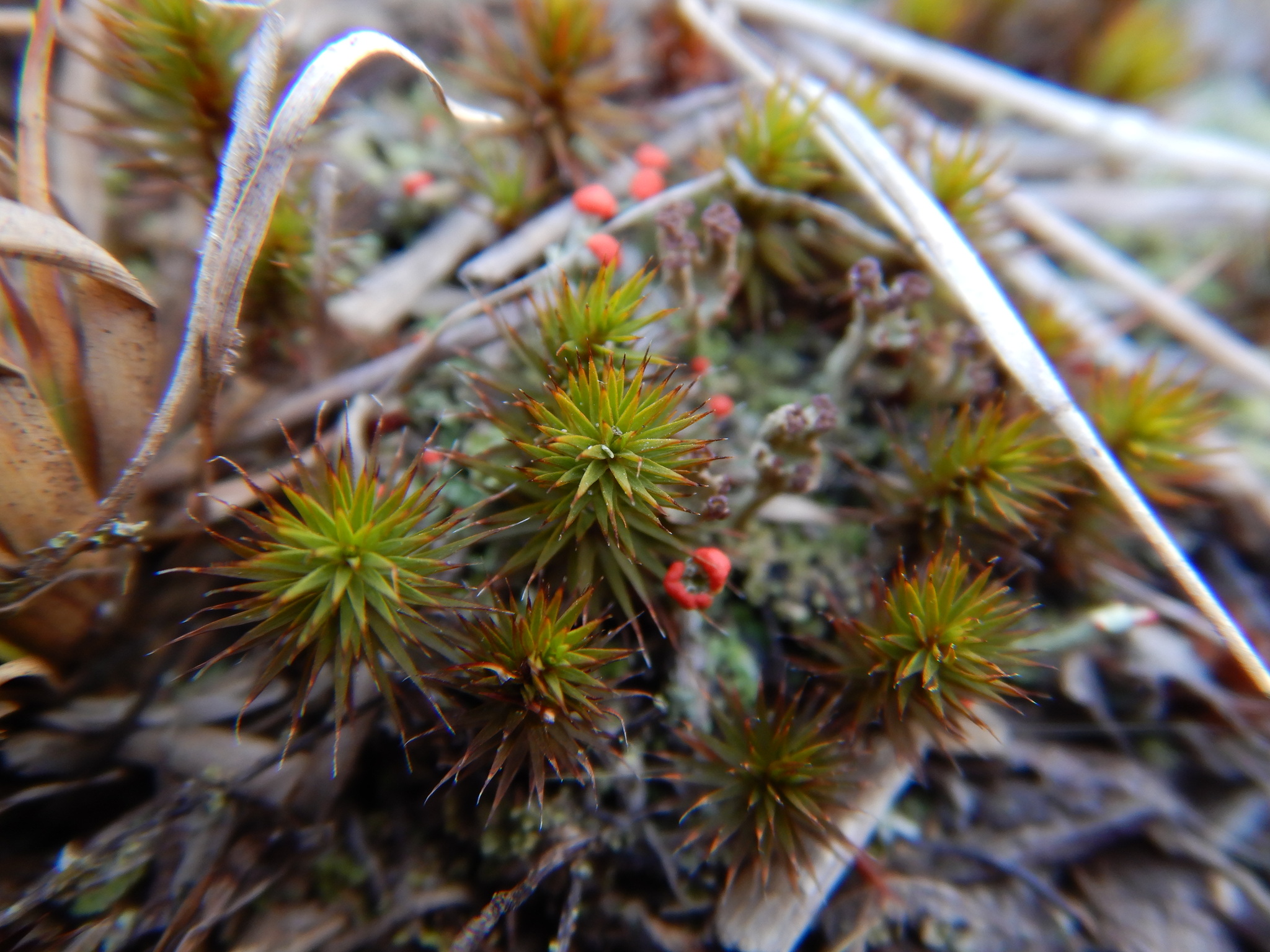 Polytrichum strictum Menzies ex Bridel, 1801