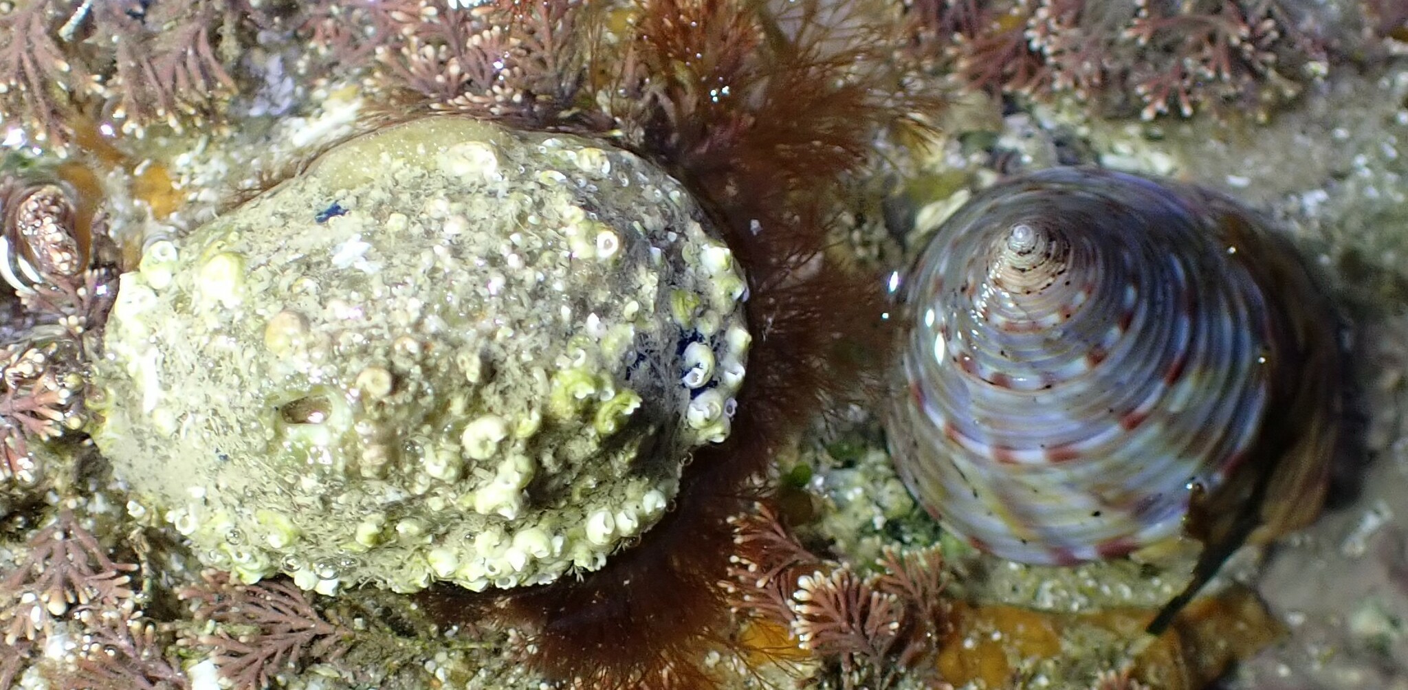 Diodora graeca (Linnaeus, 1758)