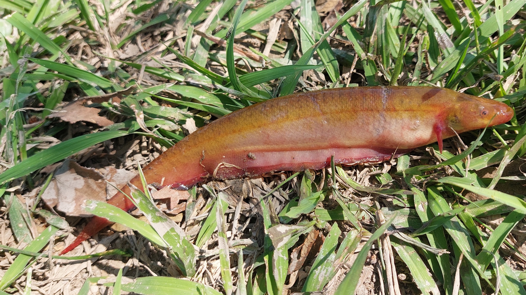Gymnotus carapo Linnaeus, 1758
