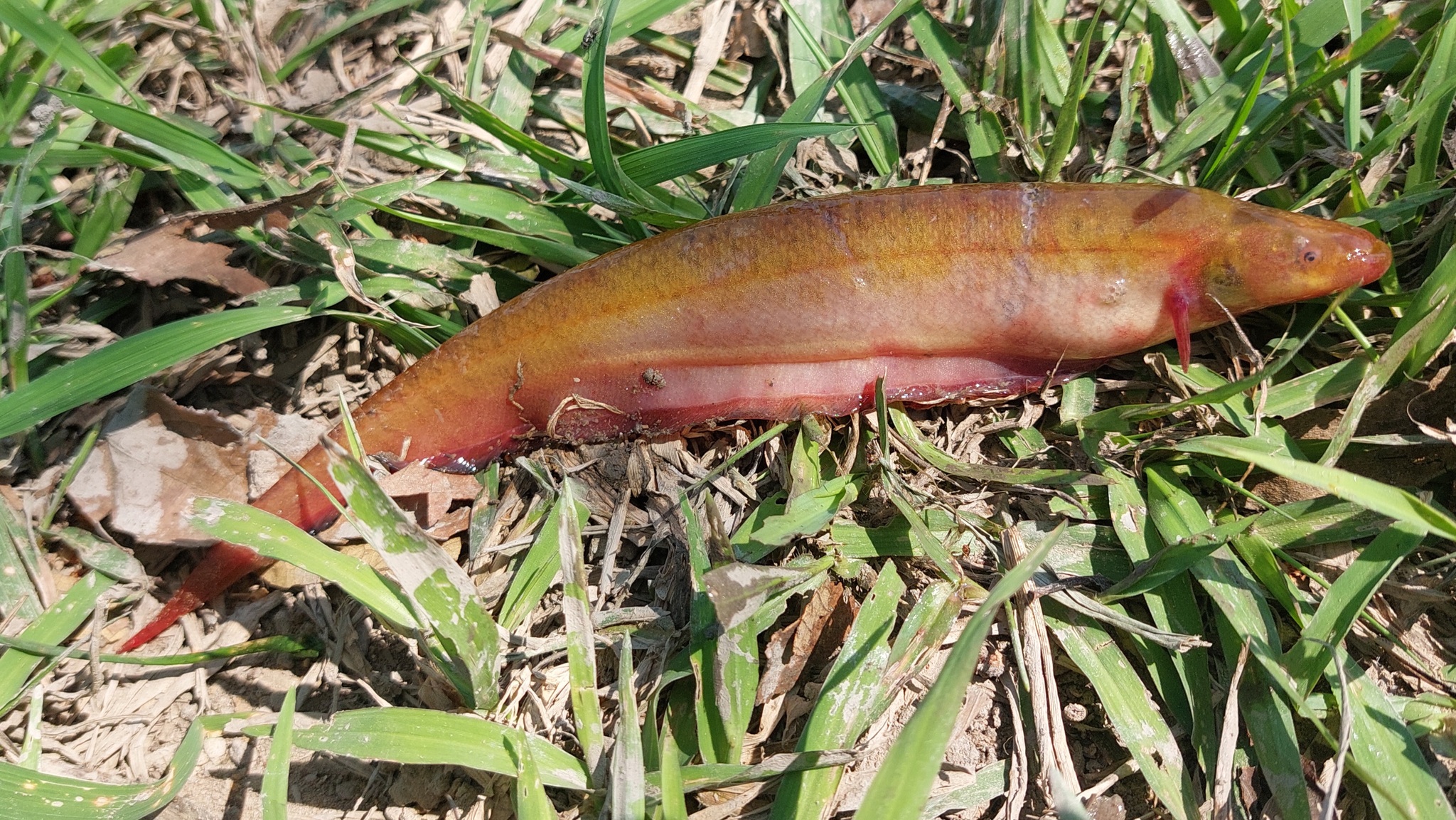 Gymnotus carapo Linnaeus, 1758