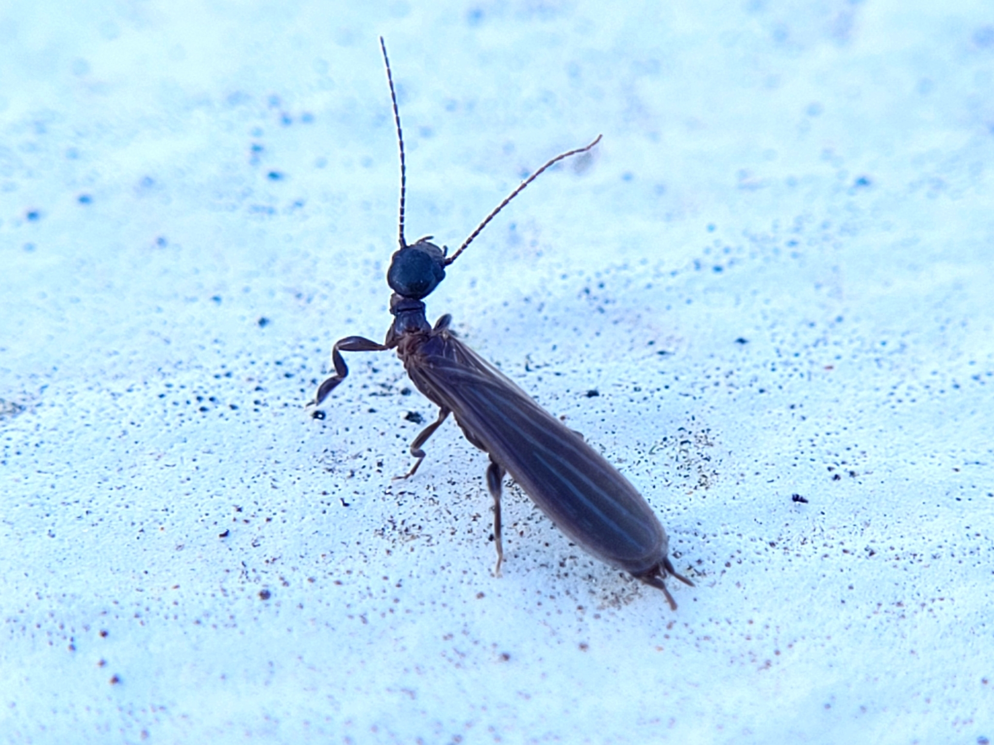 Embioptera
