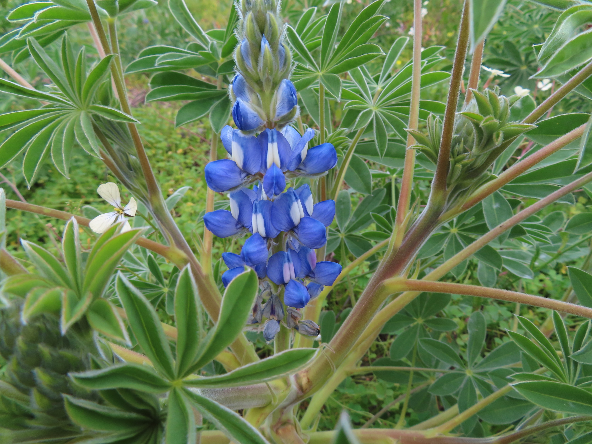 Lupinus cosentinii Guss.