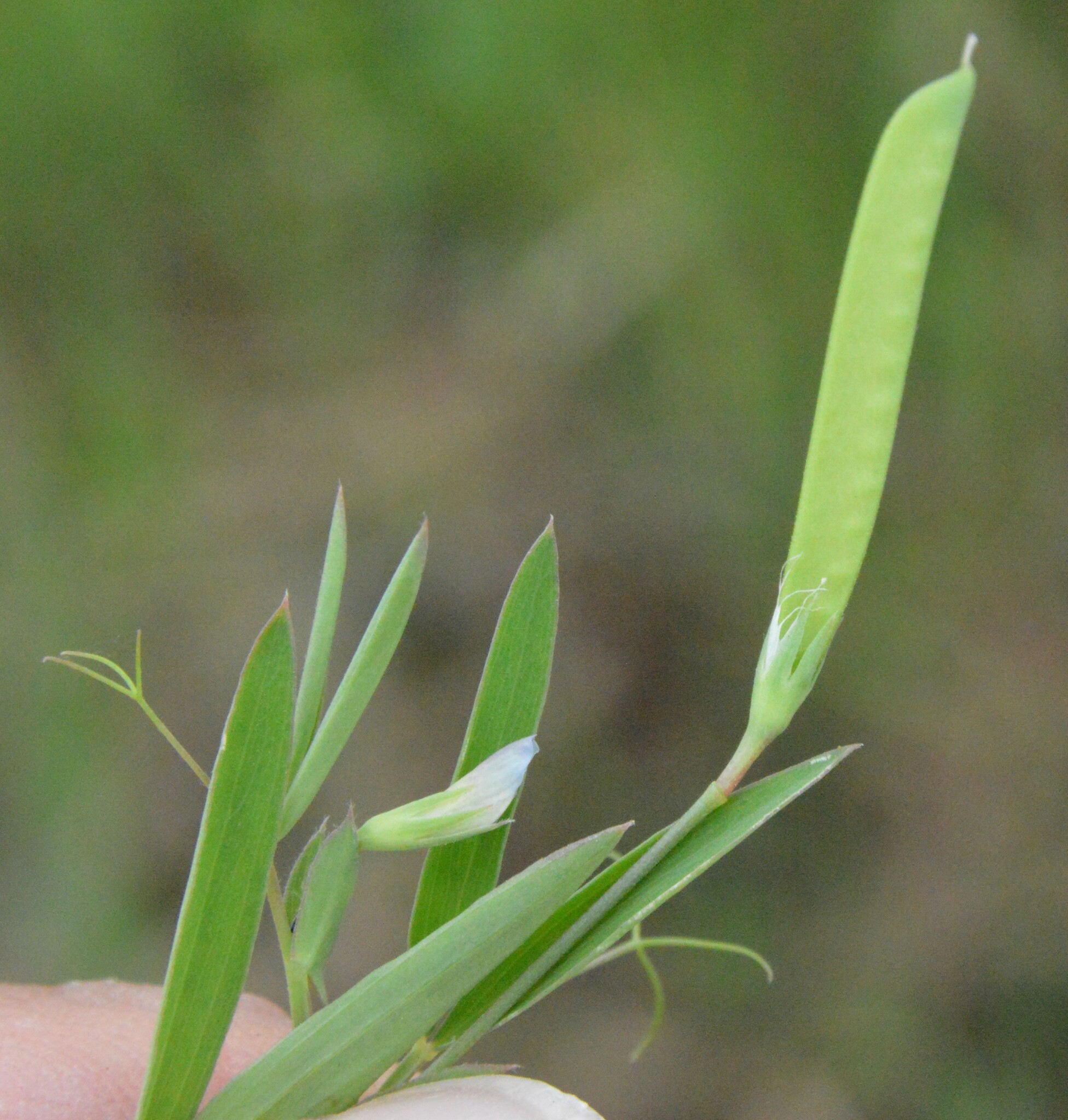 Lathyrus pusillus Elliott