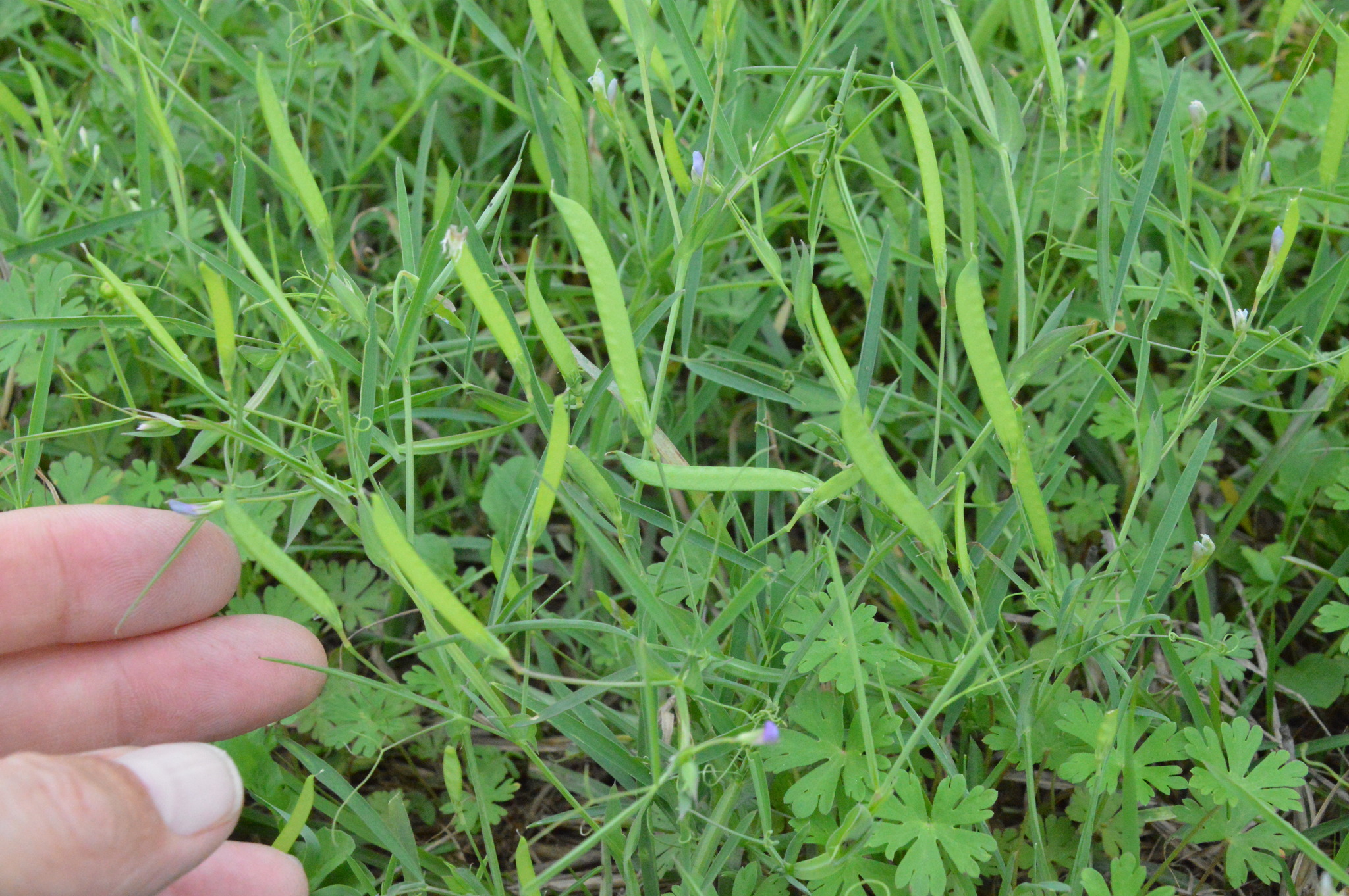 Lathyrus pusillus Elliott