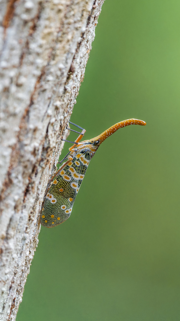 Litchi Lantern Bug from 中国广西壮族自治区崇左市龙州县 on January 7, 2023 by allenxue ...
