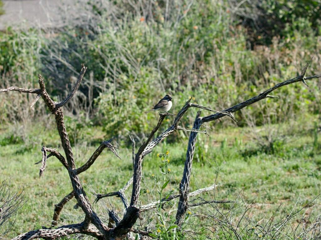 Black-throated Sparrow from AW Wash Desert View Village, Phoenix, AZ ...