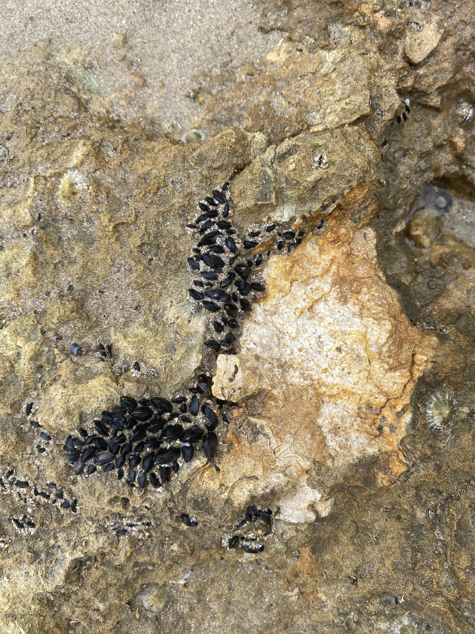 Xenostrobus pulex (Lamarck, 1819)