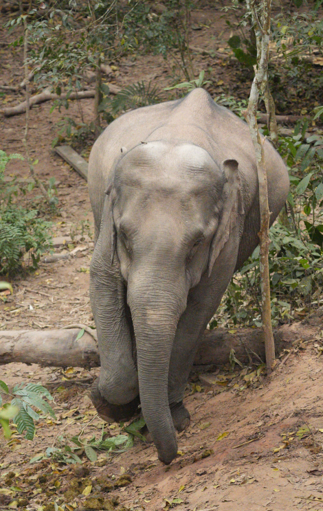 Elephas maximus Linnaeus, 1758